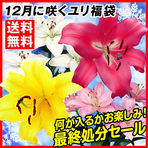 ●学名・英名：Lilium ●商品情報：9月に植えて12月頃に咲くように冷凍処理を施したゆりの球根。いろいろ入ってお買得な福袋。見計らいのため、掲載の品種が入るとは限りません。また、花色は偏る場合があります。予めご了承ください。写真はイメー...