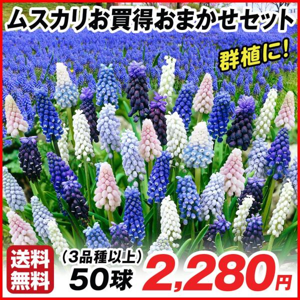 ●学名・英名：Muscari●商品情報：寄せ植えや花壇の縁取りにも人気のムスカリ。特にチューリップとの相性抜群です。強健で手間いらずで植えっぱなしOK!! キジカクシ科。今季取り扱いのムスカリの中から、3品種以上を選んでお届け！送料無料のゆ...