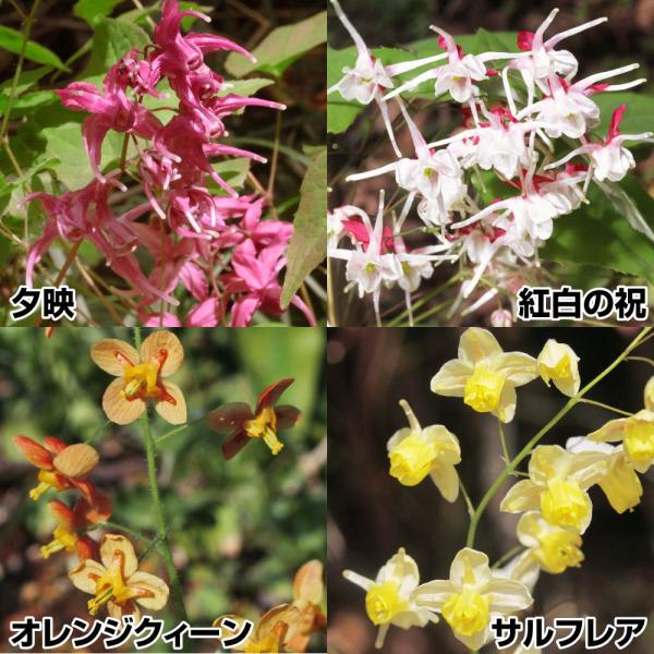 セット内容：紅白の祝、夕映、サルフレア、オレンジクィーン 各1株●学名・英名：Epimedium var. ●商品情報：花の形がイカリに似ていることが名の由来。茶花としても人気。メギ科。●お届け状態：9cmポット苗●開花期(約)：4-5月●...