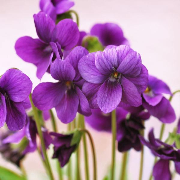 ●学名・英名：Viola mandshurica f.plena●商品情報：長野県小諸市原産の八重咲スミレで、スミレらしい濃い紫色の小花を咲かせます。栄養状態が悪いと一重になることがあります。スミレ科。●お届け状態：7.5cmポット苗●開花...