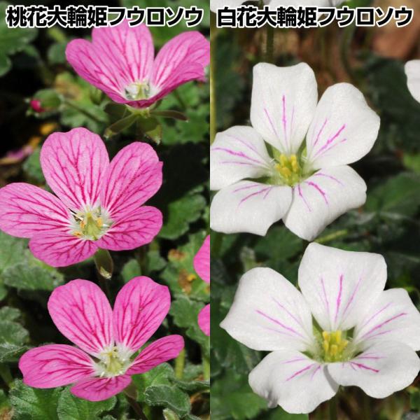 ●学名・英名：Erodium●商品情報：這うように広がるほふく性で、丈夫で育てやすい。小さな花を桃花が次々と咲き、長く楽しめます。真夏には一旦休みますが、春から秋まで長い間開花し続けます。グランドカバーにも。フウロソウ科。●お届け状態：9c...
