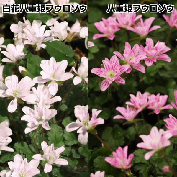 ●学名・英名：Erodium●商品情報：這うように広がるほふく性で、丈夫で育てやすい。小さな花を桃花が次々と咲き、長く楽しめます。真夏には一旦休みますが、春から秋まで長い間開花し続けます。フウロソウ科。※白花は薄桃が入ることがあります。●お...