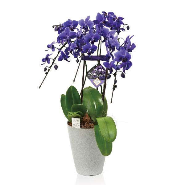 ●商品情報：世界で初めて天然の青色を叶えたコチョウラン「Blue Gene(ブルージーン)」。花言葉は「奇跡のめぐり逢い」。Blue Geneの唯一無二の価値と本物の品格、いつまでも色褪せることなく記憶に残る感動を、大切なあの方へ。(品種登...