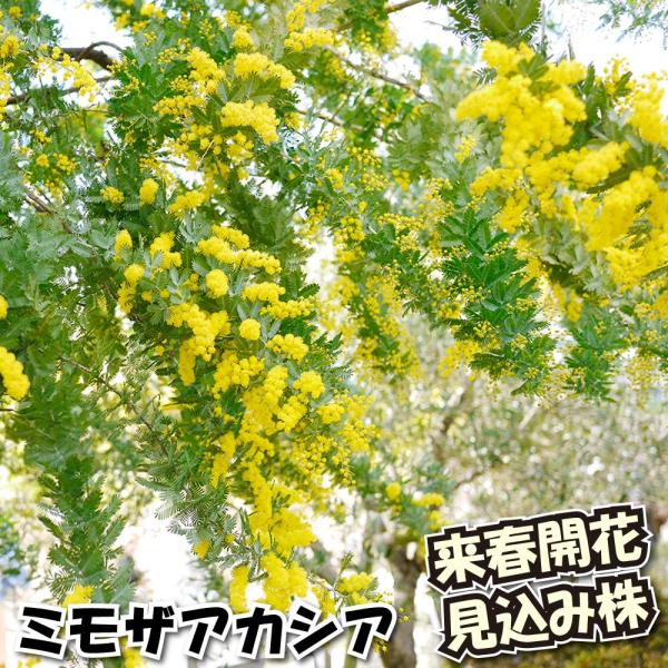 ●学名・英名：Acacia baileyana●商品情報：銀色がかった綺麗な葉と、丸くて可愛い黄花が大人気! ドライフラワーにして贈り物にしても楽しい!来春開花見込み株でのお届けです。マメ科。●お届け状態：18cmポット苗●種類：常緑低木●...