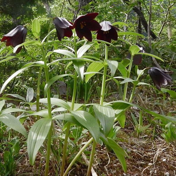 ●学名：Fritillaria camtschatcensis●商品情報：春から初夏にかけて魅惑的な黒花を咲かせる高山植物。花形がユリに似ていることから「黒ユリ」の名前がついていますが、フリチラリアの仲間です。高温多湿を嫌うため、西日の当た...