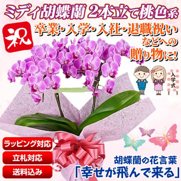 商品情報贈り物やお祝いの代表花＝胡蝶蘭！花もち抜群！開花期間が長いミディータイプが新登場。ワンランク上の特級です。お届け状態2本立て開花株栽培適地鉢植え注意事項※着日指定はご注文日(ご入金日）の7日後よりお受けいたします。ご指定がない場合は...