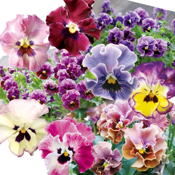 福袋商品情報大人気のビオラを弊社スタッフが厳選してお得な福袋に!!色とりどりのビオラを機会をこの機会に是非お楽しみください。備考 ※品種見計らい ※画像はイメージです。掲載の品種が入るとは限りません。