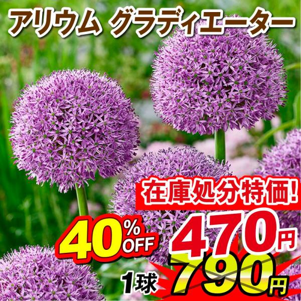 ●学名・英名：Allium gladiator●商品情報：草丈高く花径約15cmにもなる巨大な大輪花を咲かせるアリウム。「ギガンチューム」よりやや青みが強く、開花が早い。切花にも。葉が枯れてから大きな花が咲きます。ヒガンバナ科。注）植え適期...