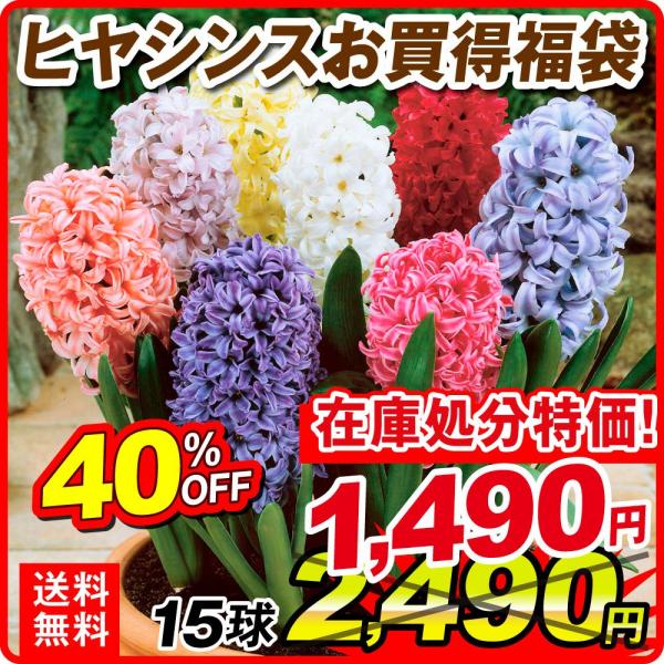 ●学名・英名：Hyacinthus orientalis●商品情報：春の花壇や寄せ植えに引っ張りだこなヒヤシンスの福袋。1球あたり99.4円の超お買得福袋です。花は良い香りがします。キジカクシ科。原産は地中海東部。注）植え適期は過ぎておりま...