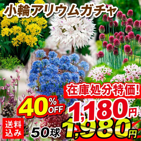 ●学名・英名：Allium●商品情報：耐寒・耐暑性に優れ、強健で育てやすい。植えっぱなしでも毎年開花します。高温多湿に弱いため、水はけの良い砂質土壌の涼しい環境で管理してください。ヒガンバナ科。今季取り扱いのアリウムの中から、無選別・名称な...