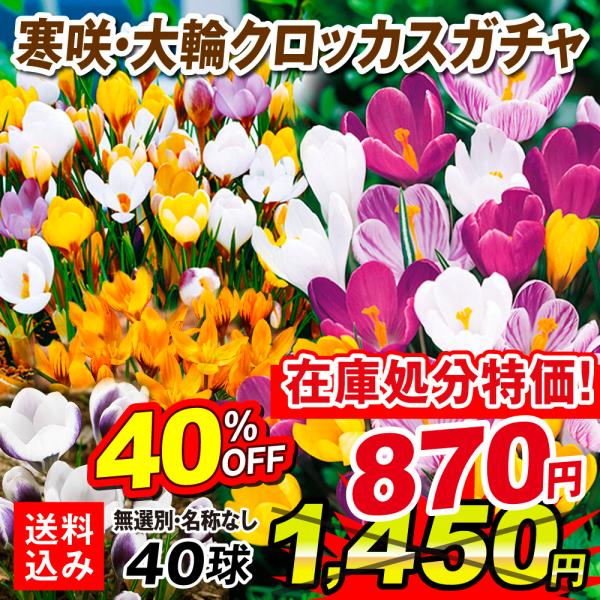 ●学名・英名：Crocus●商品情報：寒咲クロッカスは早春にいち早く花を咲かせます。植えっぱなしOK!! アヤメ科。大輪クロッカスは花壇や鉢植えはもちろん、水栽培でも立派に開花するほど強健なので、植えっぱなしOKで栽培簡単!! アヤメ科。今...