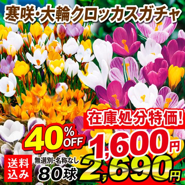 ●学名・英名：Crocus●商品情報：寒咲クロッカスは早春にいち早く花を咲かせます。植えっぱなしOK!! アヤメ科。大輪クロッカスは花壇や鉢植えはもちろん、水栽培でも立派に開花するほど強健なので、植えっぱなしOKで栽培簡単!! アヤメ科。今...