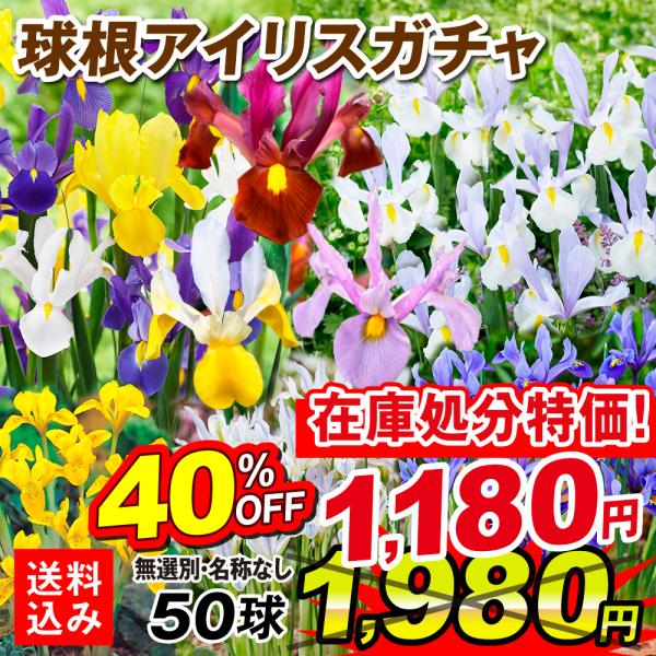 ●商品情報：ミニアイリスは草丈が低いアイリス。育てやすさと愛らしさで大人気! 普通のアイリスより約1か月早く開花します。アヤメ科。ダッチアイリスは花もちの良さで大人気!! 切花にオススメ。アヤメ科。今季取り扱いのミニアイリス・ダッチアイリス...