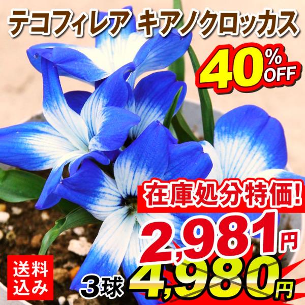●学名・英名：Tecophilaea cyanocrocus●商品情報：海外で大人気!! 日本ではまだまだ珍しく、入手も難しい幻のテコフィラエア。鮮やかな青は心を奪われるほど美しい。「アンデスの青い宝石」と称されます。チリのアンデス山脈など...