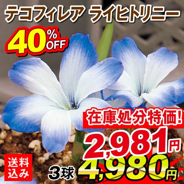 ●学名・英名：Tecophilaea cyanocrocus Leichitlinii●商品情報：海外で大人気!! 日本ではまだまだ珍しく、入手も難しい幻のテコフィラエア。ライヒトリニーはキアノクロッカス(シアノクロッカス)より、花の中心部...