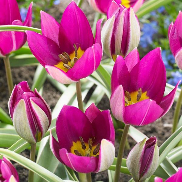 ●学名・英名：Tulipa humilis Persian Pearl●商品情報：一般的な交配種のチューリップより性質が強く、2〜3年植えっぱなしでもOKな原種系チューリップ。桃紫の花弁に内側の中心部が黄色です。ユリ科。●お届け状態：球根 ...