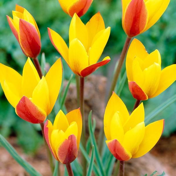 ●学名・英名：Tulipa clusiana var chrysantha●商品情報：一般的な交配種のチューリップより性質が強く、2〜3年植えっぱなしでもOKな原種系チューリップ。外側の花びらがオレンジで、内側の花びらが黄色になります。ユリ...