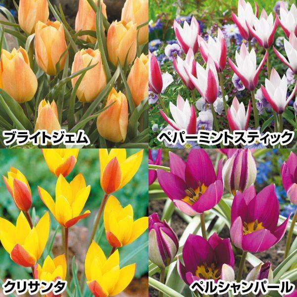 セット内容：ブライトジェム・ペパーミントスティック・ペルシャンパール・クリサンタ/各10球●学名・英名：Tulipa●商品情報：一般的な交配種のチューリップより性質が強く、2〜3年植えっぱなしでもOKな原種系チューリップ。ユリ科。●お届け状...