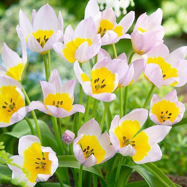 ●学名・英名：Tulipa Saxatilis●商品情報：一般的な交配種のチューリップより性質が強く、2〜3年植えっぱなしでもOKな原種系チューリップ。薄紫桃色の花弁に映える中央の黄色がとってもキュート。ユリ科。●お届け状態：球根 (球周:...