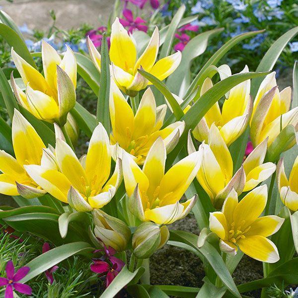 ●学名・英名：Tulipa tarda●商品情報：一般的な交配種のチューリップより性質が強く、2〜3年植えっぱなしでもOKな原種系チューリップ。黄色に白い縁が入る星のような可愛い原種系チューリップ。一つの球根から複数輪の花を咲かせる枝咲き種...