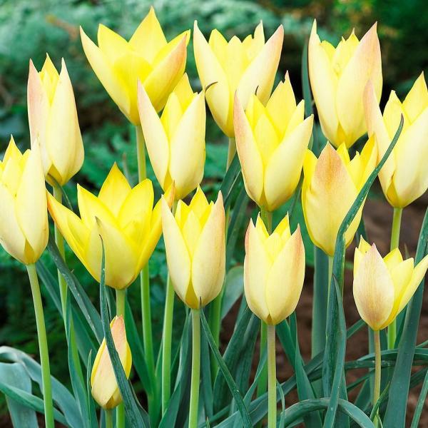 ●学名・英名：Tulipa Honky Tonk●商品情報：一般的な交配種のチューリップより性質が強く、2〜3年植えっぱなしでもOKな原種系チューリップ。原種系チューリップとしては草丈が高め。クリームイエローの花でパット華やかに!! ユリ科...