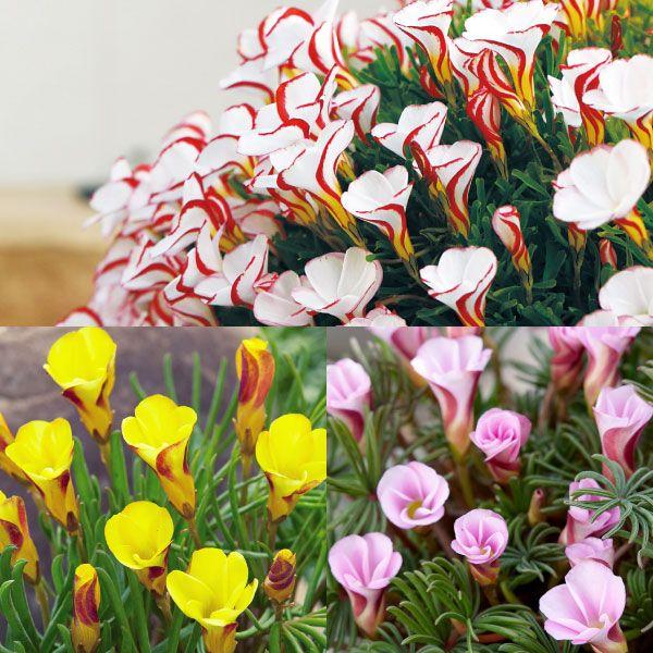 セット内容オータムピンク・ゴールデンケープ・バーシカラー●学名・英名：Oxalis●商品情報：オキザリスは日本ではカタバミの名でも親しまれている植物です。丈夫で育てやすく、植えっぱなしでもOK!! カタバミ科。●お届け状態：球根 (超小球)...