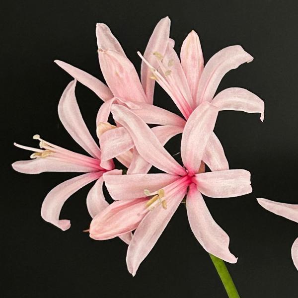 ●学名・英名：Nerine Aki no Hitomi●商品情報：花の中心がワインレッドに染まり、コンパクトで優美な花姿のネリネ。花もち抜群で長く楽しめます。乾燥し、窮屈なところを好むので地植えにはせず、鉢植えにします。冬は凍らないように管...