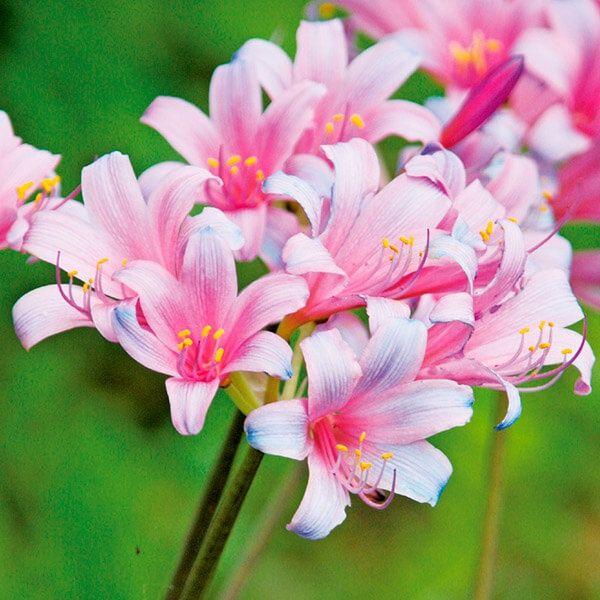 ●学名・英名：Lycoris sprengeri●商品情報：青みを帯びた美しい桃花を咲かせるリコリス。花もちよく一度育てるとやみつきに。性質強健でとても育てやすく、植えっぱなしにすると花つきがよくなります。ヒガンバナ科。●お届け状態：球根 ...