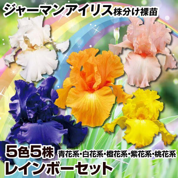 ●セット内容：青花系・白花系・橙花系・紫花系・桃花系/各1株●学名・英名：Iris (Tall Bearded)●商品情報：虹の花(レインボーフラワー)とも呼ばれ、ドレスをまとったような優雅な花姿で人気の高いジャーマンアイリス。アイリスのな...