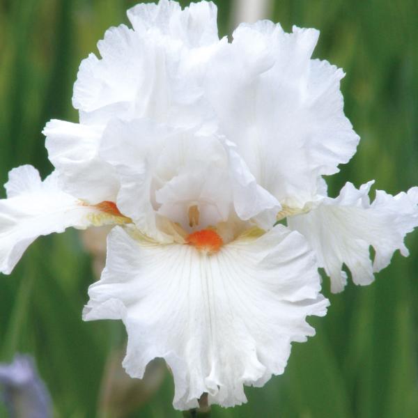 ●学名・英名：Iris (Tall Bearded)・Nordica●商品情報：虹の花(レインボーフラワー)とも呼ばれ、ドレスをまとったような優雅な花姿で人気の高いジャーマンアイリス。暑さ・寒さに強く栽培簡単。乾燥を好み、地植えなら水やりも...