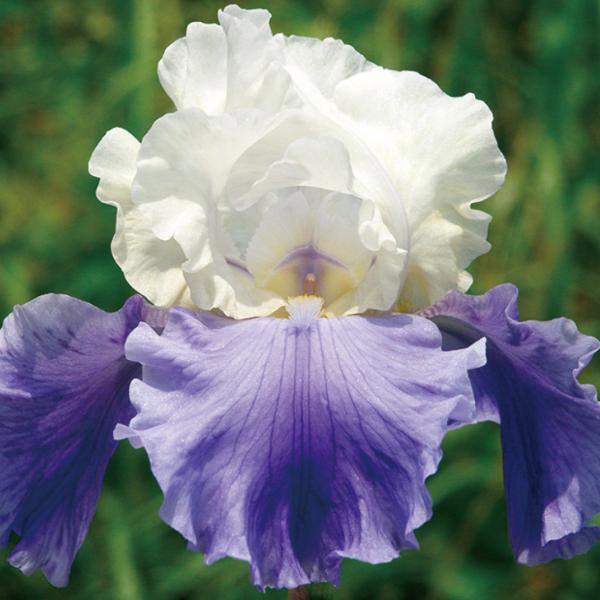 ●学名・英名：Iris (Tall Bearded)・Stairway to Heaven●商品情報：虹の花(レインボーフラワー)とも呼ばれ、ドレスをまとったような優雅な花姿で人気の高いジャーマンアイリス。暑さ・寒さに強く栽培簡単。乾燥を好...