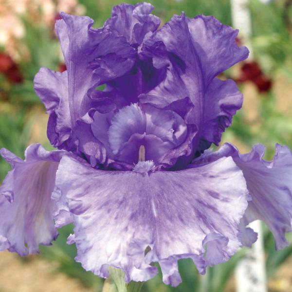 ●学名・英名：Iris (Tall Bearded)・Honkey Tonk Bulous●商品情報：虹の花(レインボーフラワー)とも呼ばれ、ドレスをまとったような優雅な花姿で人気の高いジャーマンアイリス。暑さ・寒さに強く栽培簡単。乾燥を好...