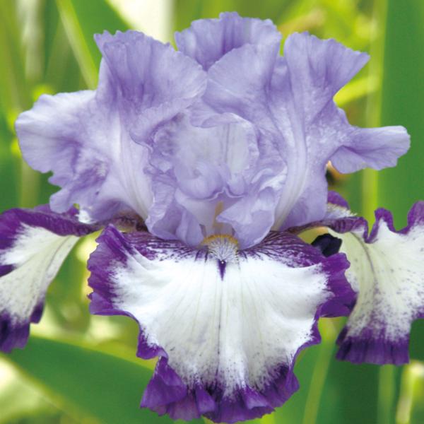 ●学名・英名：Iris (Tall Bearded)・Heaven's Edge●商品情報：虹の花(レインボーフラワー)とも呼ばれ、ドレスをまとったような優雅な花姿で人気の高いジャーマンアイリス。暑さ・寒さに強く栽培簡単。乾燥を好み、地植え...