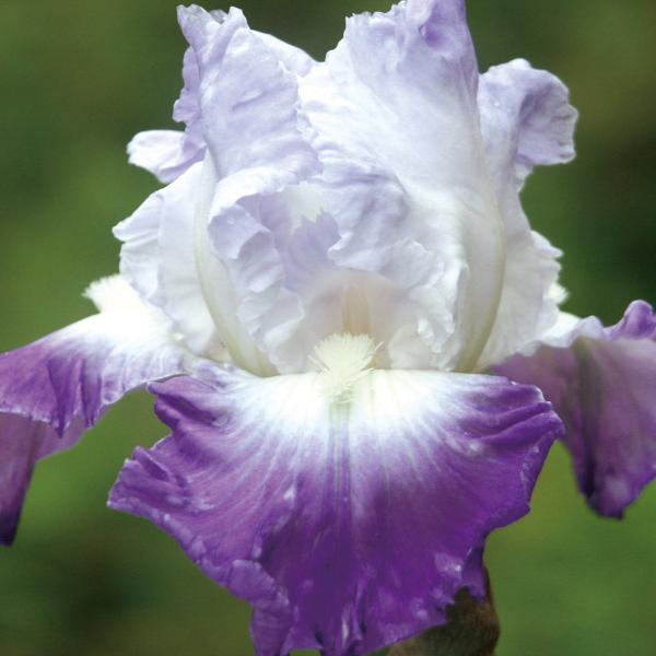 ●学名・英名：Iris (Tall Bearded)・Clarence●商品情報：虹の花(レインボーフラワー)とも呼ばれ、ドレスをまとったような優雅な花姿で人気の高いジャーマンアイリス。暑さ・寒さに強く栽培簡単。乾燥を好み、地植えなら水やり...