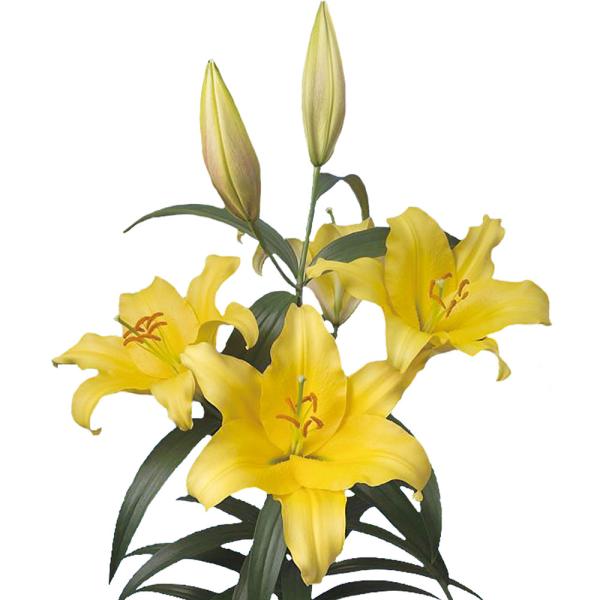 ●学名・英名：Lilium Vonq●商品情報：切花で人気の高いユリ。切花向きオリエンタルユリ●お届け状態：球根●開花期：6-7月●草丈：中(80-120cm)●耐寒性：強●日照：半日陰●栽培適地：庭・鉢・切花●芳香性：有●注意事項：※商品...