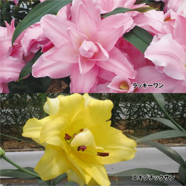 ●セット内容：エキゾチックサン、ラーキーワン 各2球●学名・英名：Lilium ●商品情報：気品溢れる豪華な八重咲きオリエンタルユリの球根。人気品種を集めました。芳香あり。●お届け状態：球根●開花期：6-7月●草丈：中(80-120cm)●...