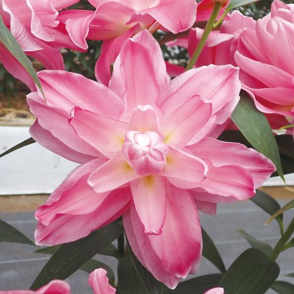 ●学名・英名：Lilium　LuckyQueen●商品情報：豪華な八重咲きユリ。芳香あり。花粉が出にくい。●お届け状態：球根(開花見込みサイズ)●開花期：6-7月●草丈：中(80-120cm)●耐寒性：強●日照：半日陰●栽培適地：庭・鉢・切...