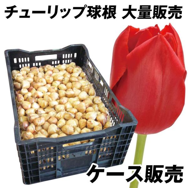 ●学名・英名：Tulipa●商品情報：直接一括仕入れ・大量ケース販売で実現した、卸値限界価格のチューリップの球根! 公園や学校などの花壇など、たくさんのチューリップの球根が必要な方必見です。ユリ科。●お届け状態：球根 (開花見込みサイズ) ...