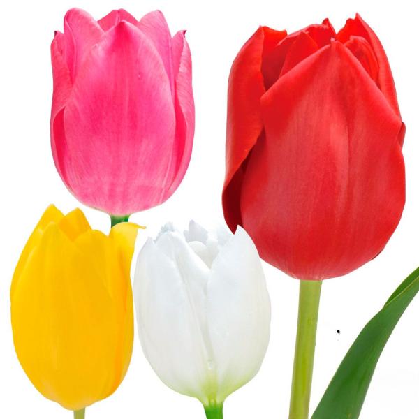 ●学名・英名：Tulipa●商品情報：ほぼ同時期に咲き揃うチューリップの球根セット。赤・黄・桃・白。ユリ科。●お届け状態：球根 (球周: 約10cm) ※花色によってサイズが若干異なる場合があります。●開花期(約)：中 (4月上旬-4月下旬...