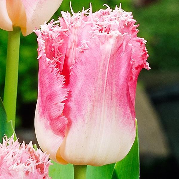 ●学名・英名：Tulipa Fancy Frills●分類：フリンジ咲き Fringed●商品情報：2006年フラワーバルブオブザイヤー受賞。桃と白の優しい花色のフリンジ咲きチューリップ。ユリ科。 ●お届け状態：球根 (開花見込みサイズ)※...