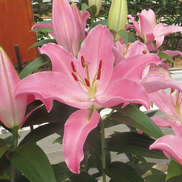 ●学名・英名：Lilium Barista●商品情報：人気の切花向きオリエンタルユリ。芳香あり。●お届け状態：球根●開花期：6-7月●耐寒性：強●日照：半日陰●栽培適地：庭・鉢・切花●注意事項：※商品画像は開花後のイメージです。※栽培環境に...