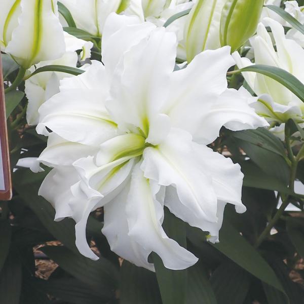 ●学名・英名：Lilium Aisha●商品情報：美しい八重咲のオリエンタルユリ。ローズリリーは他の八重咲品種に比べて茎が強く、オリエンタルユリでトップクラスの花もちを誇ります。●お届け状態：球根●開花期：6-7月●草丈：中(80〜120c...