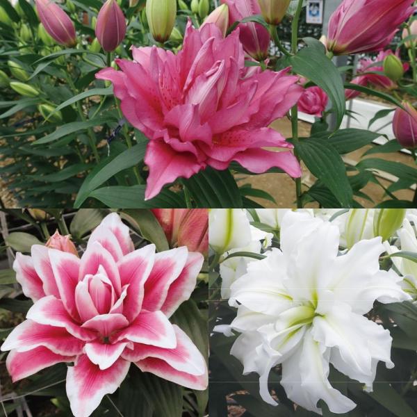 ●セット内容：ローズリリーオリンピア、ローズリリーアイシャ、ローズリリーフロレッタ 各4球●学名・英名：Lilium ●商品情報：美しい八重咲のオリエンタルユリ、無花粉育てやすい。花もち良く・淡い香りのローズリリー。●お届け状態：球根●開花...