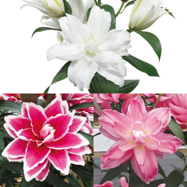 ●セット内容：ホワイトトルネード・ローズリリーサマンサ・ラッキクイーン●学名・英名：Lilium●商品情報：美しい八重咲のオリエンタルリリーのセット販売。芳香あり。●お届け状態：球根●開花期：6-7月●草丈：中(80〜120cm)●耐寒性：...