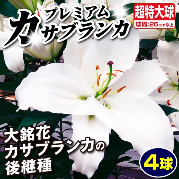 ●学名・英名：Lilium Casablanca●商品情報：良い香りがするオリエンタルユリ。ユリの王様カサブランカの後継品種です。宮崎県の自社農場で大量生産＆徹底管理しており、安さ日本一に挑戦しているお買い得カサブランカシリーズ!! ●お届...