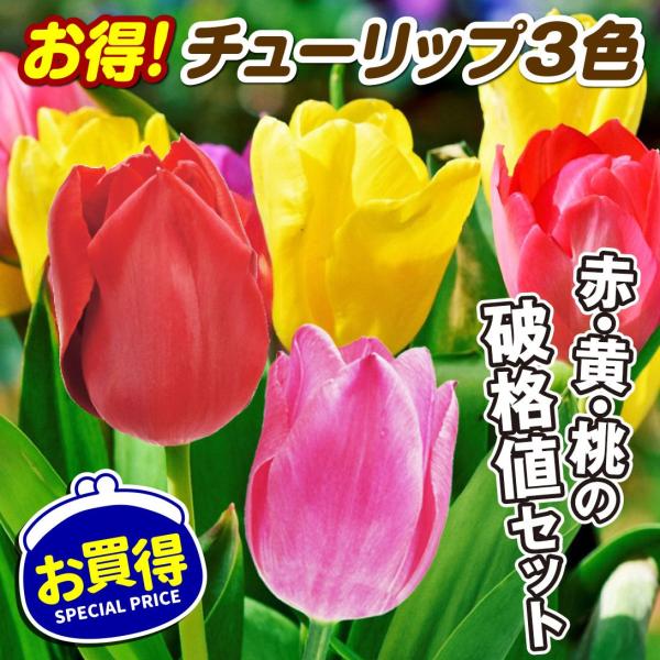●セット内容：赤 60球、黄・桃 各20球●学名・英名：Tulipa●商品情報：世界一のチューリップの球根生産国オランダから大量＆直輸入だから安い! 定番の3色を集めた国華園最安値のお得なセットです。ユリ科。●お届け状態：球根 (球周: 約...
