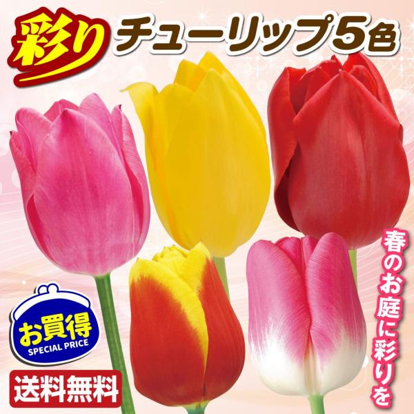 ●セット内容：30球セット：赤 10球、黄・桃・桃白・赤黄 各5球100球セット：赤 30球、黄・桃 各20球、桃白・赤黄 各15球●学名・英名：Tulipa●商品情報：春のお庭を華やかに彩る人気の5色を集めたチューリップセット。スタンダー...