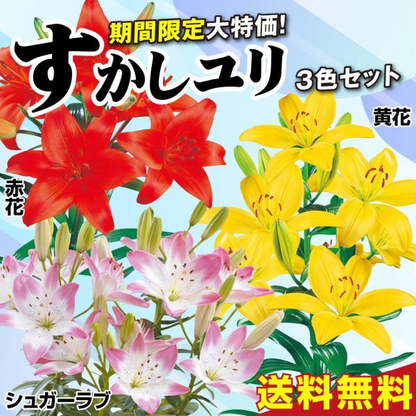 ●セット内容：シュガーラブ 8球、赤花・黄花 各4球●商品情報：華やかな色合いのすかしゆユリセット。期間限定のセール価格です。●お届け状態：球根●開花期：6月●草丈：80〜120cm●耐寒性：強●日照：日なた●栽培適地：庭・鉢・切花●注意事...