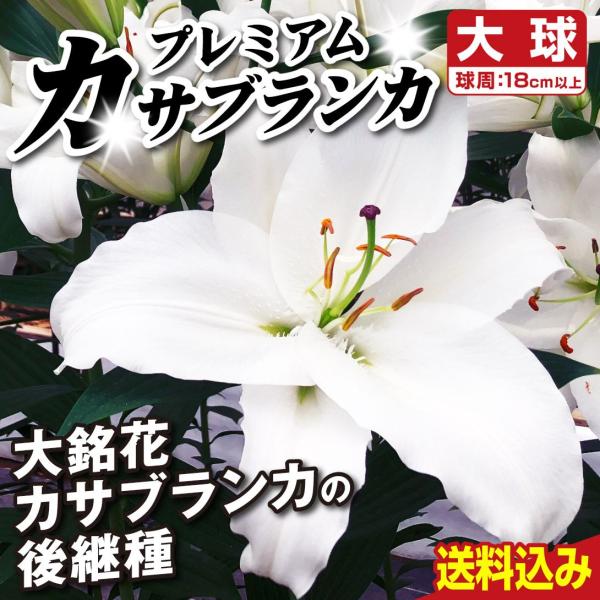 ●学名・英名：Lilium Premium Blond●商品情報：良い香りがするオリエンタルユリ。ユリの王様カサブランカの後継品種です。宮崎県の自社農場で大量生産＆徹底管理しており、安さ日本一に挑戦しているお買い得カサブランカシリーズ!! ...