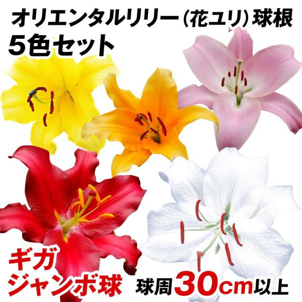 セット内容：カサブランカ・ゴールデンカサブランカ・テーブルダンス・ボンバスティック・バルベルデ 各1球●学名・英名：Lilium●商品情報：球周30cm以上と超ビッグサイズの球根でお届け。育てやすく、しっかりとした花が咲きやすい大きな球根で...